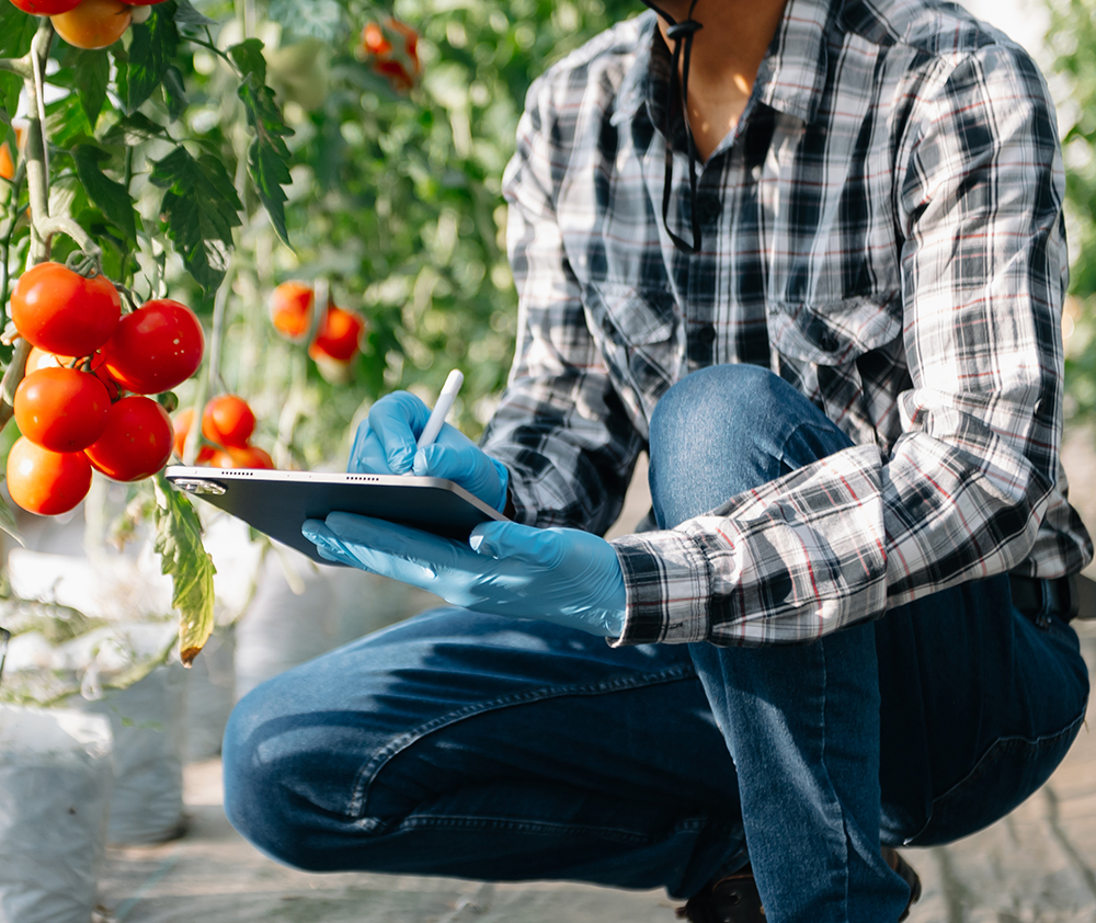 What Are the Signs of Poor Lighting in Tomato Plants?