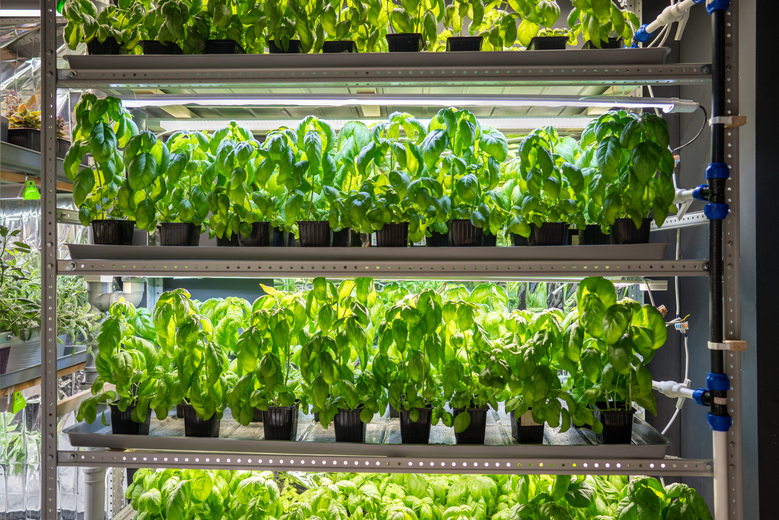 Which Crops Thrive Under Vertical LED Lighting?